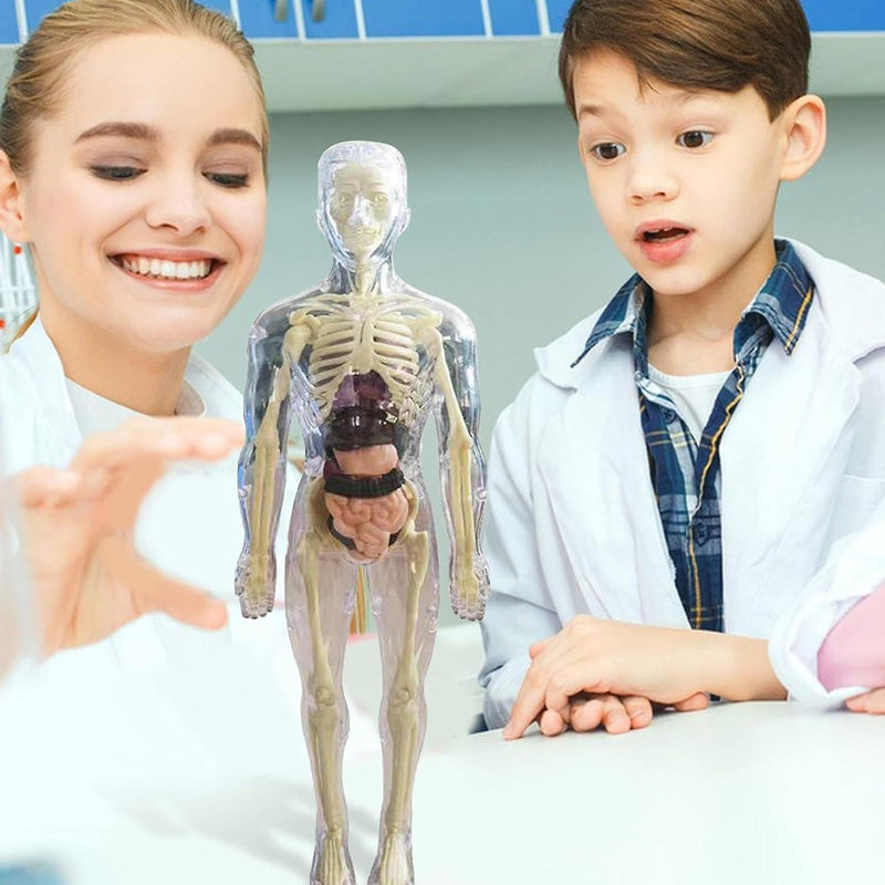 Clear Human Body Structure Model