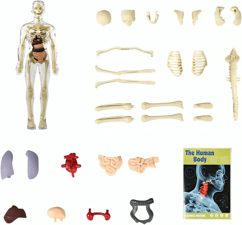 Clear Human Body Structure Model
