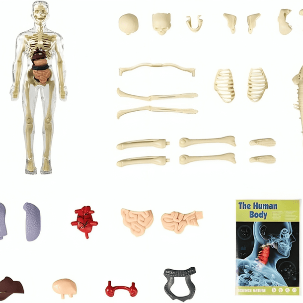 Buy Clear Human Body Structure Model Online in India