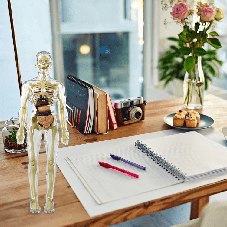 Clear Human Body Structure Model clear-human-body-structure-model