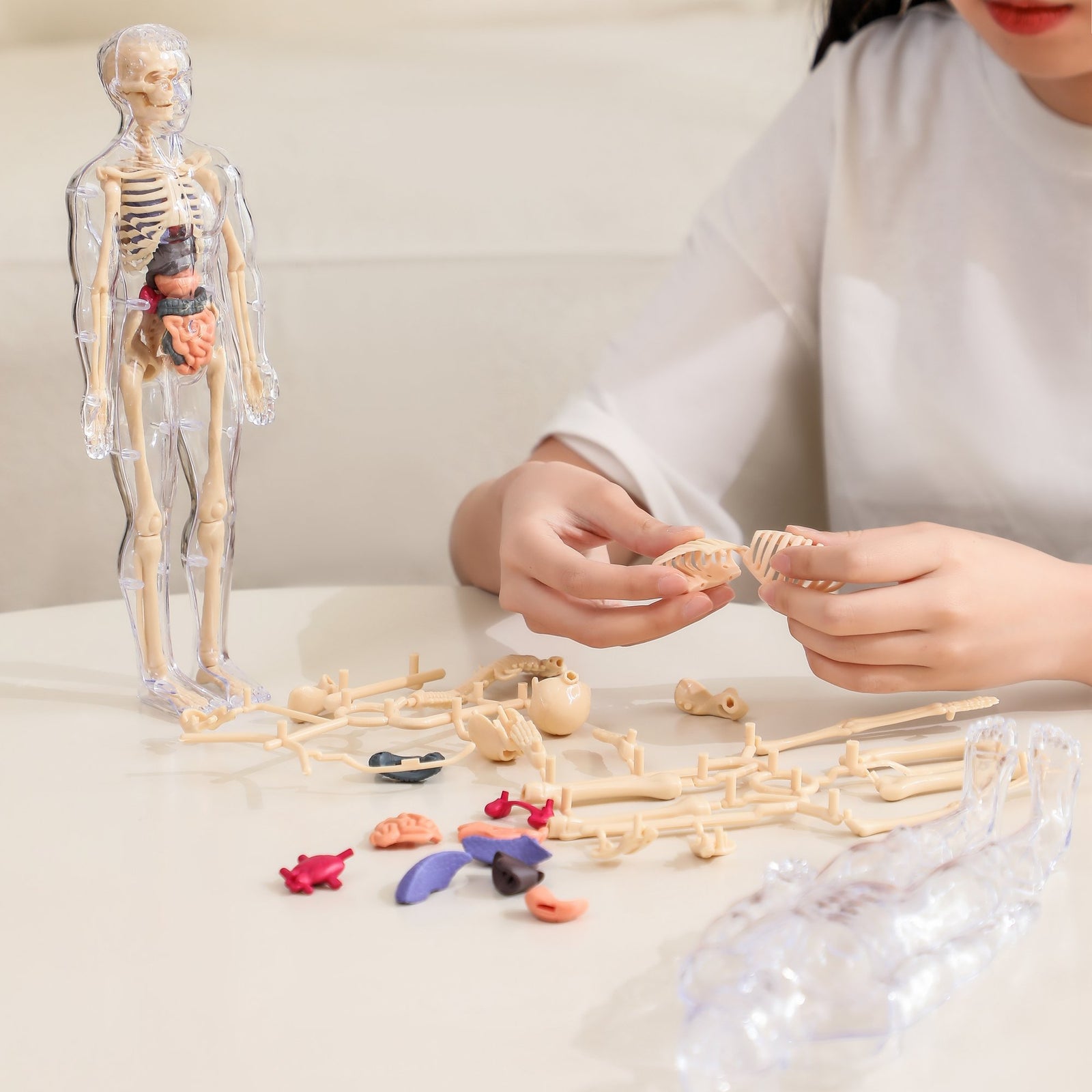 Home All products Clear Human Body Structure Model