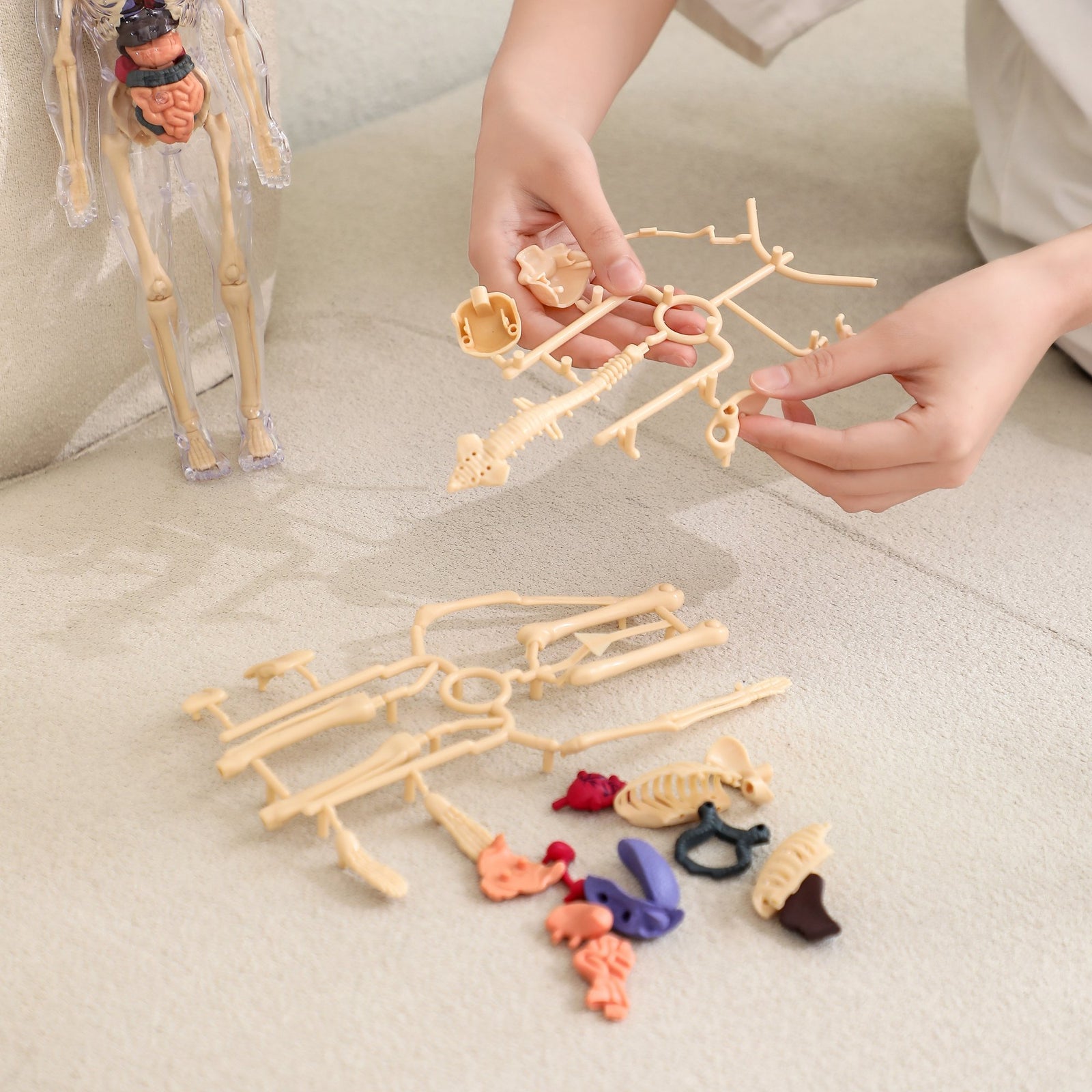 Home All products Clear Human Body Structure Model