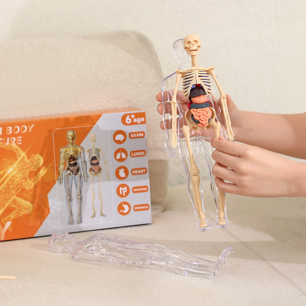 Buy Clear Human Body Structure Model Online in India